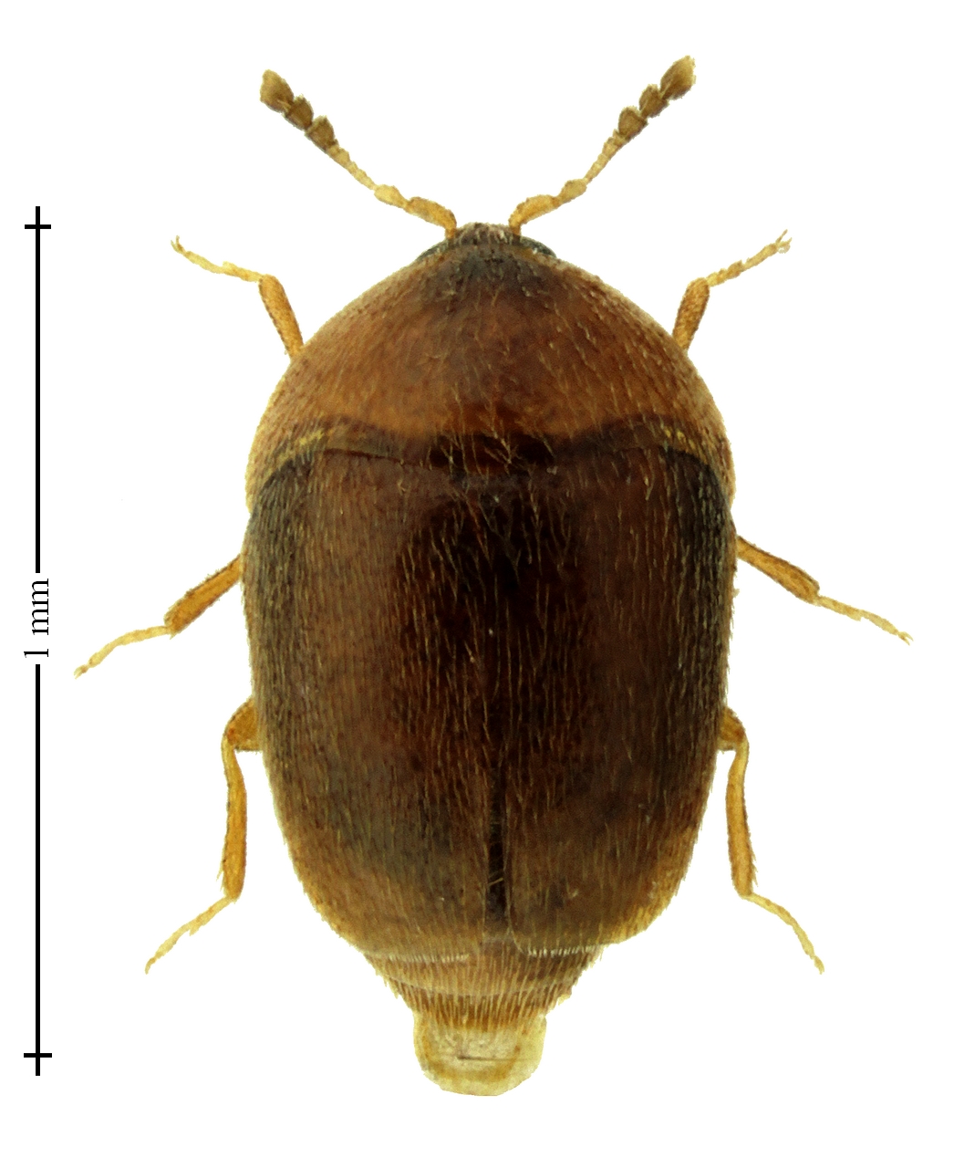 Corylophidae
